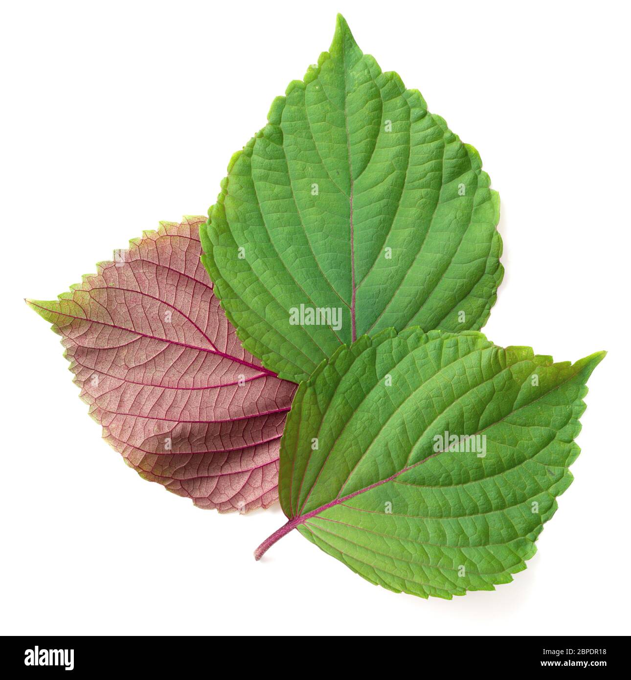 fresh perilla leaves isolated on white background, top view Stock Photo ...