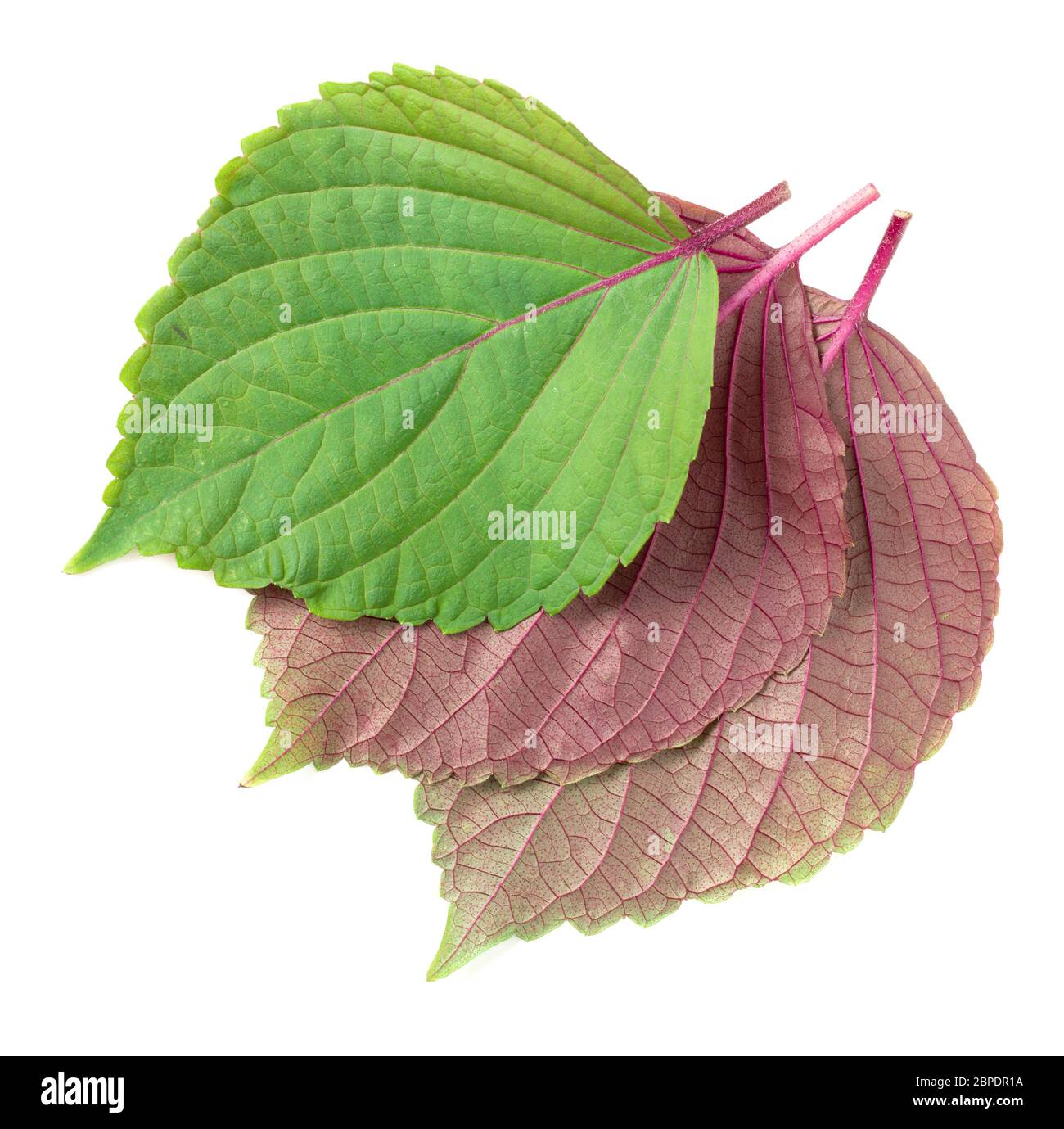 Perilla herb hi-res stock photography and images - Alamy