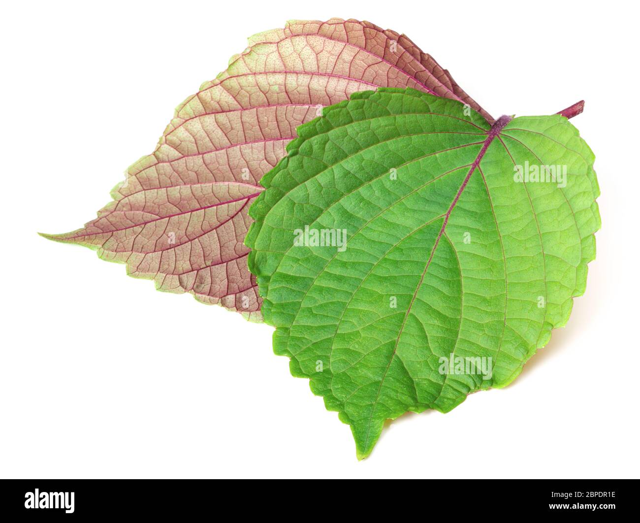 fresh perilla leaves isolated on white background Stock Photo - Alamy