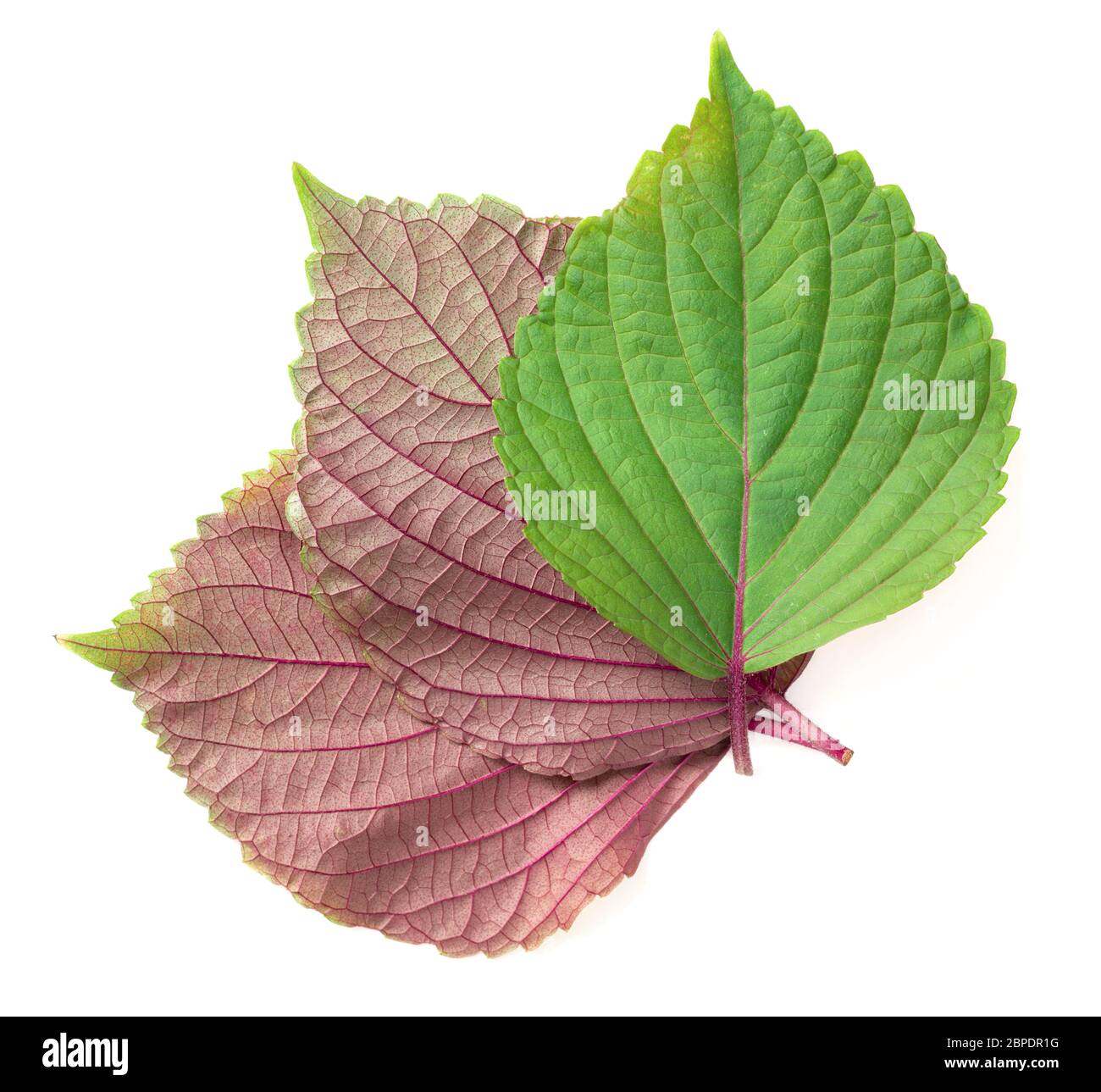 fresh perilla leaves isolated on white background, top view Stock Photo ...