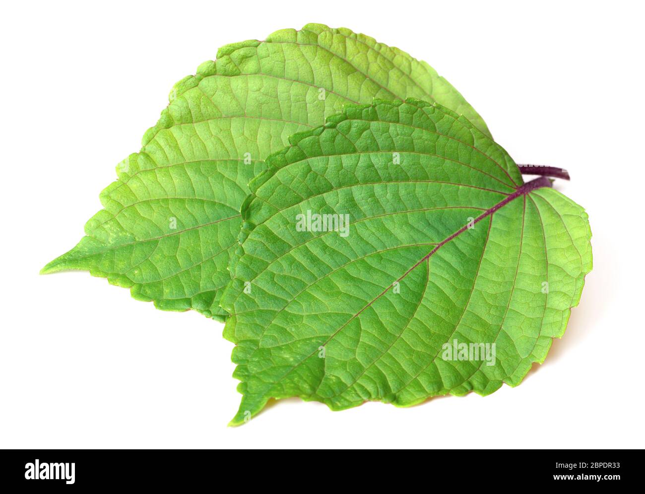 fresh perilla leaves isolated on white background Stock Photo - Alamy