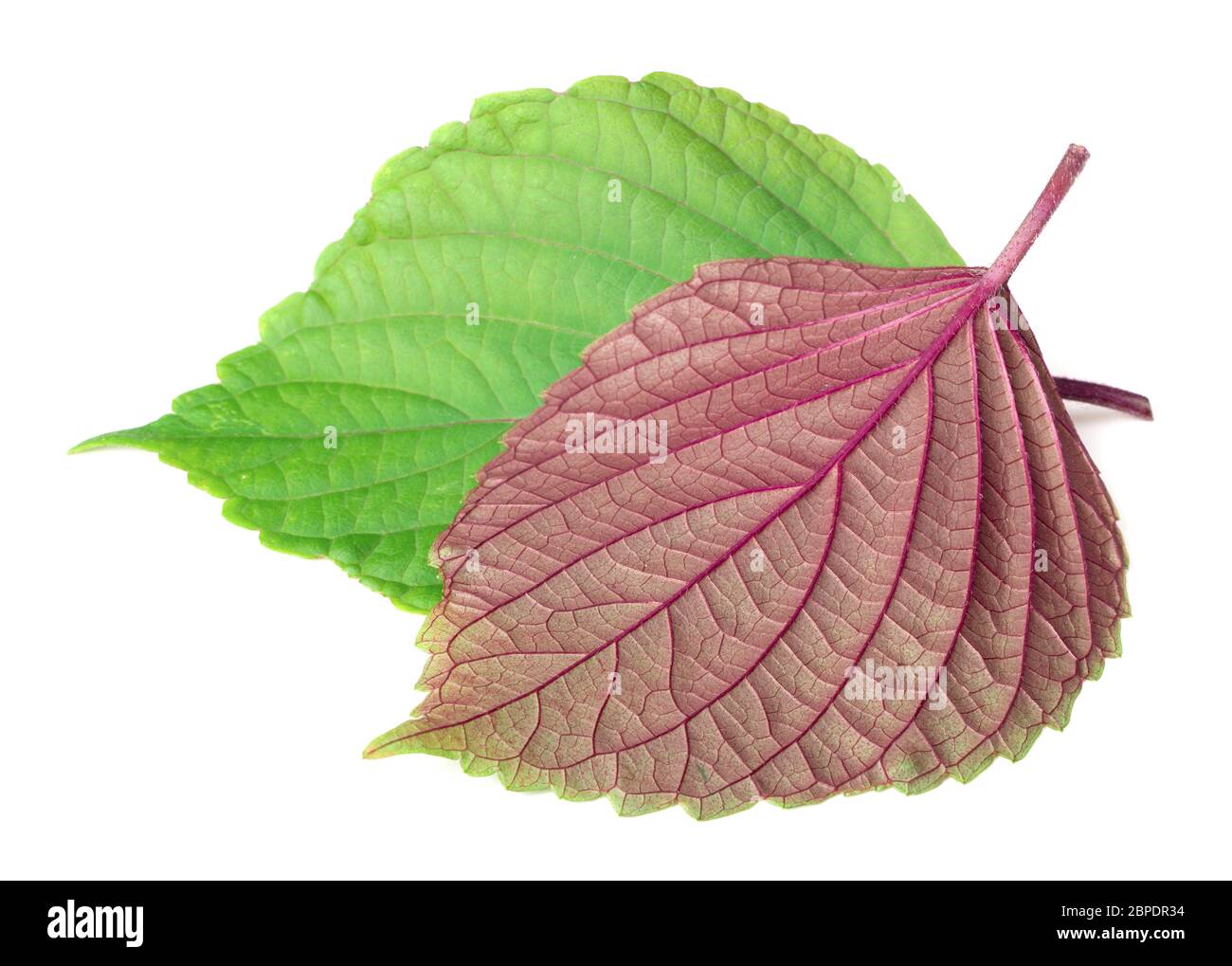 fresh perilla leaves isolated on white background Stock Photo - Alamy