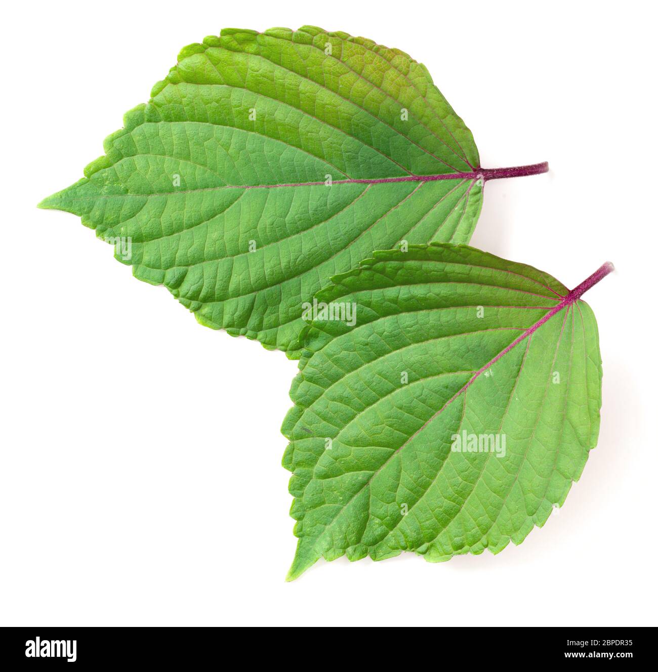 fresh perilla leaves isolated on white background, top view Stock Photo ...