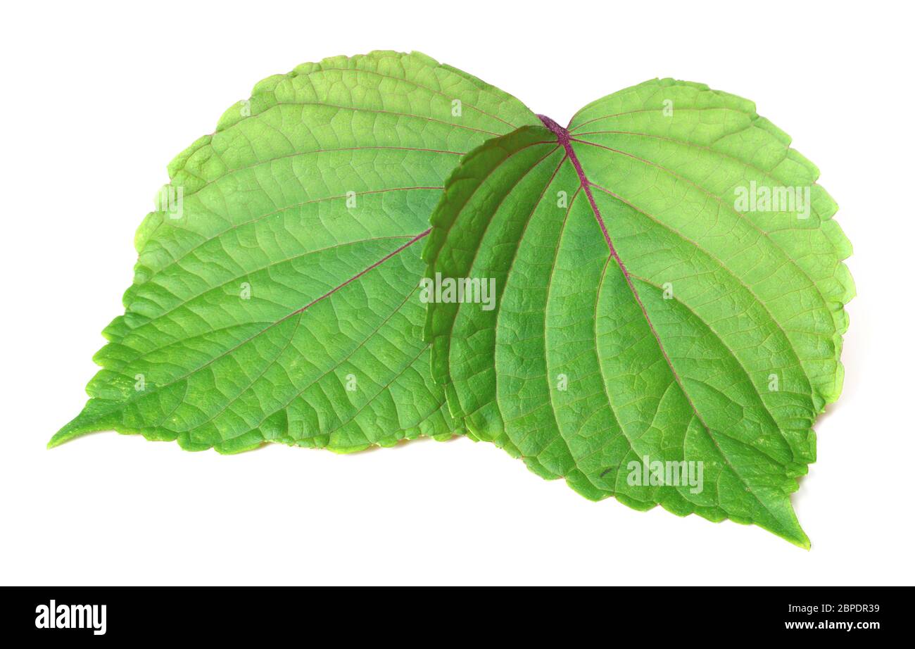fresh perilla leaves isolated on white background Stock Photo - Alamy