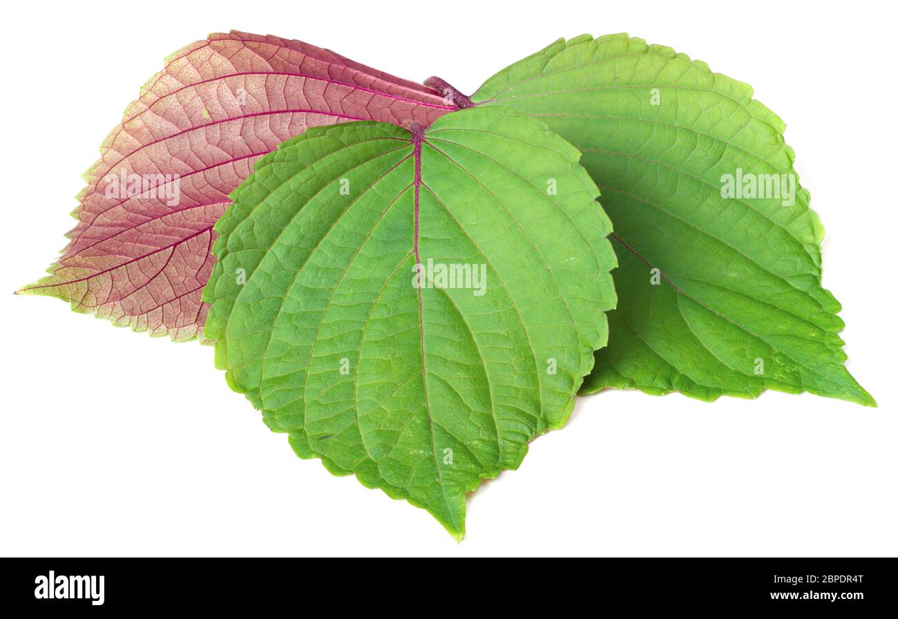 fresh perilla leaves isolated on white background Stock Photo - Alamy
