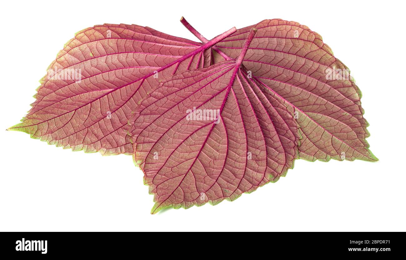 Perilla leaf hi-res stock photography and images - Alamy