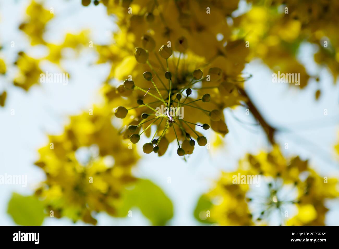 golden shower cassia fistula flower bunch Stock Photo - Alamy