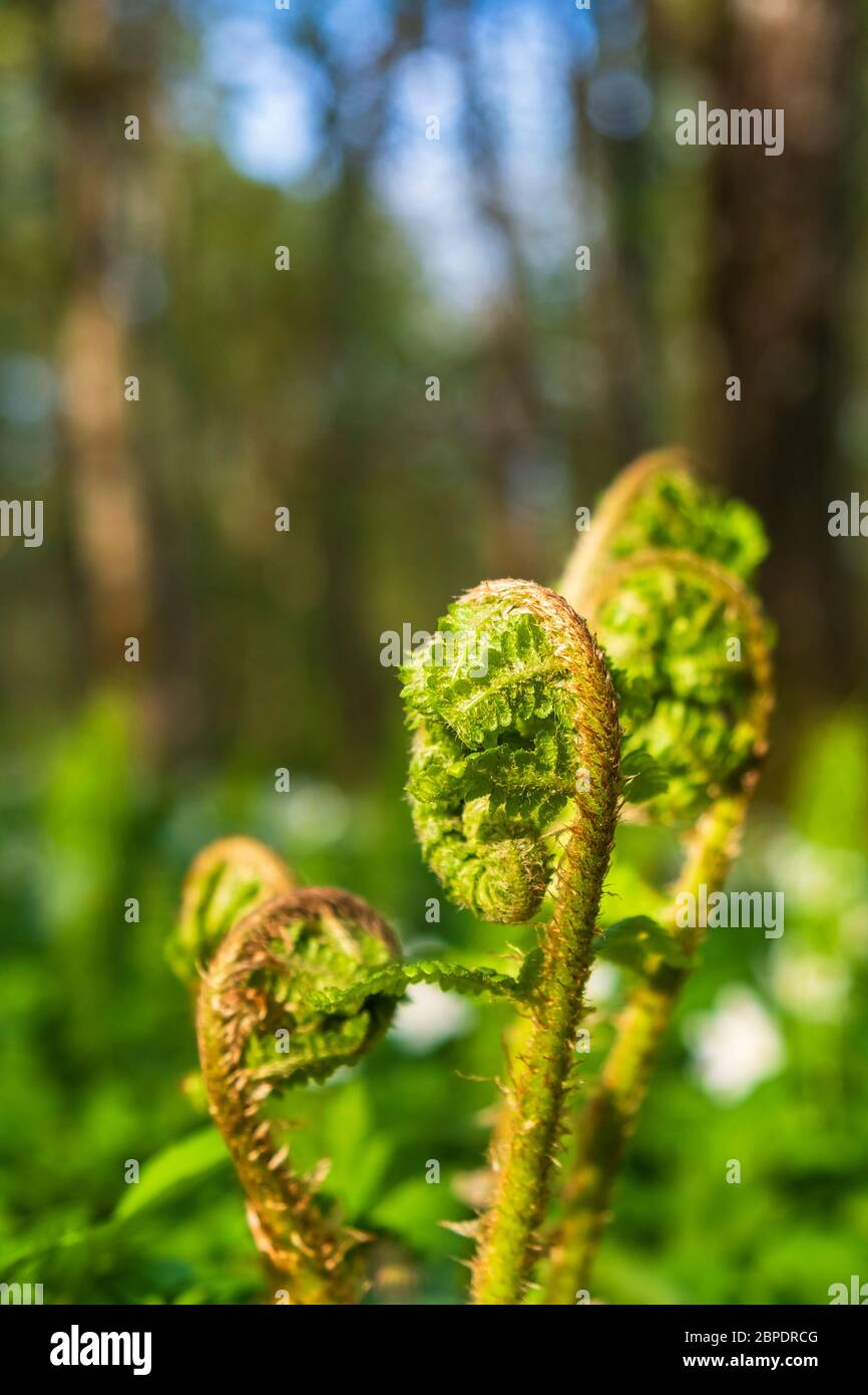 Curled buds hi-res stock photography and images - Alamy