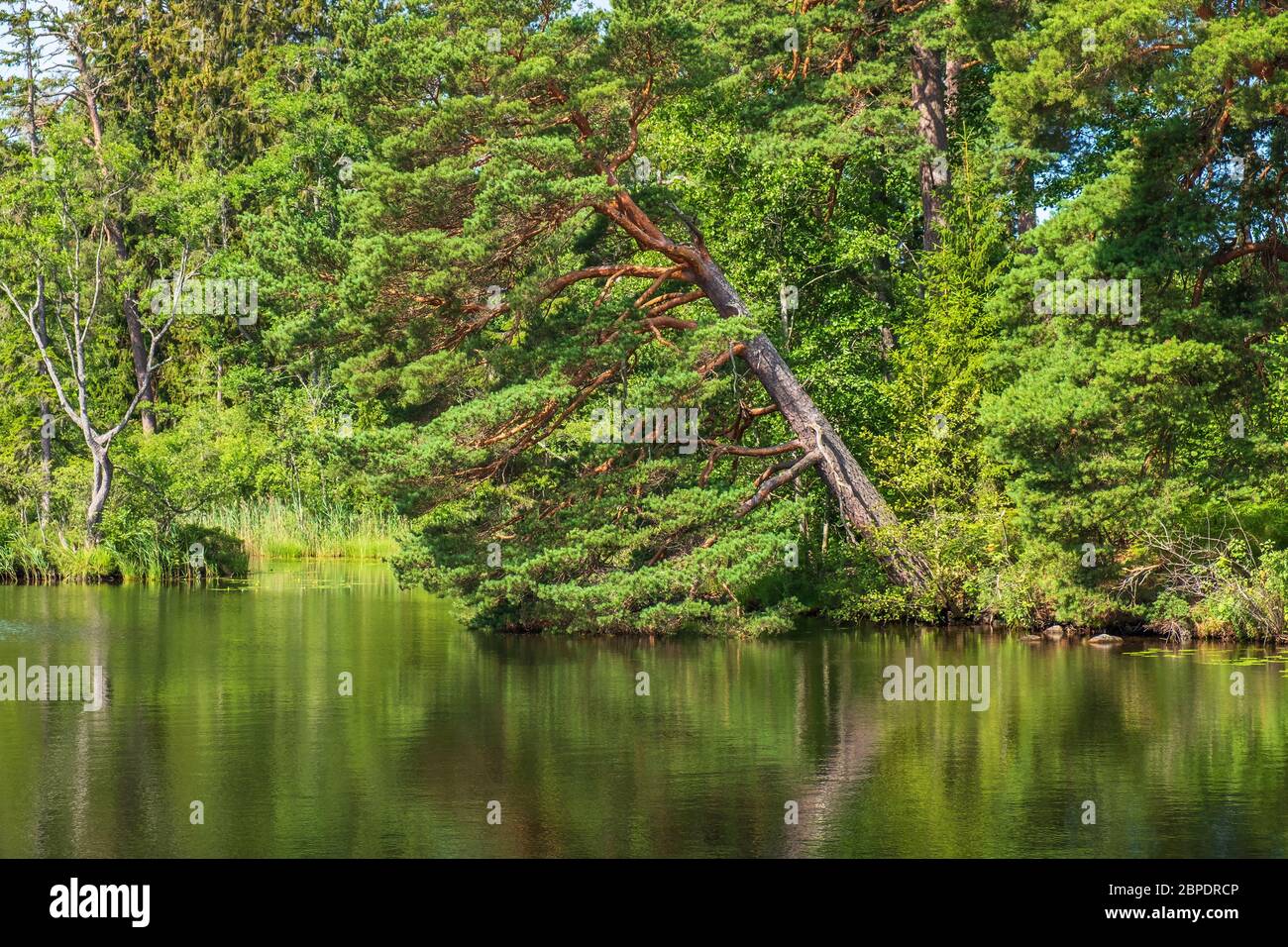 Old leaning pine tree at a lake in the summer Stock Photo - Alamy