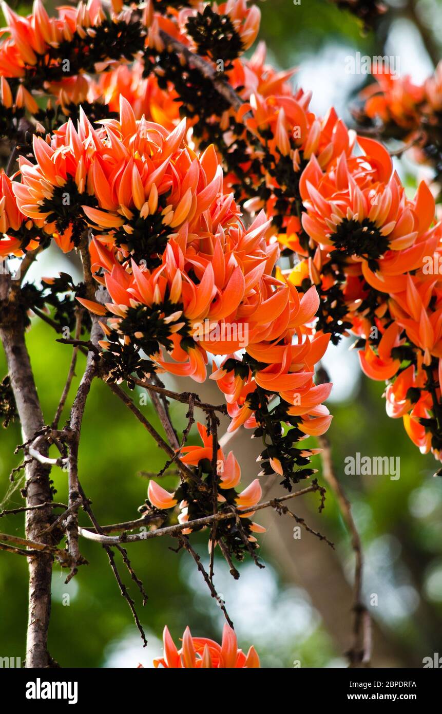 Bastard Teak is species of Butea native to tropical and sub-tropical ...
