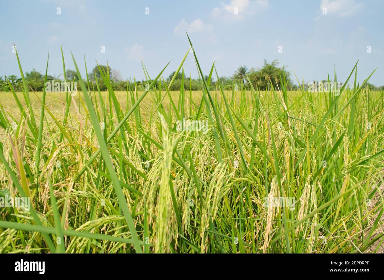 Oryza sativa is the plant species most commonly referred to in English ...