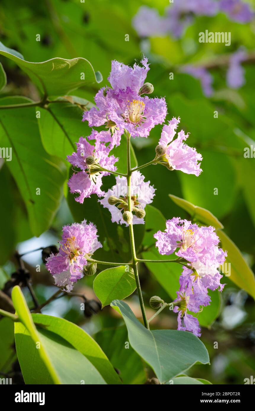 Lagerstroemia bark hi-res stock photography and images - Alamy