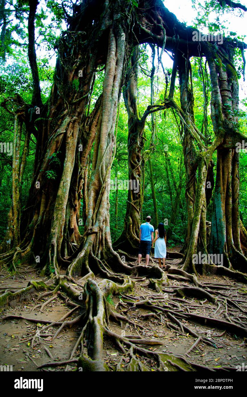 Giant Fig Tree in Bali Botanic Garden - Indonesia Stock Photo - Alamy
