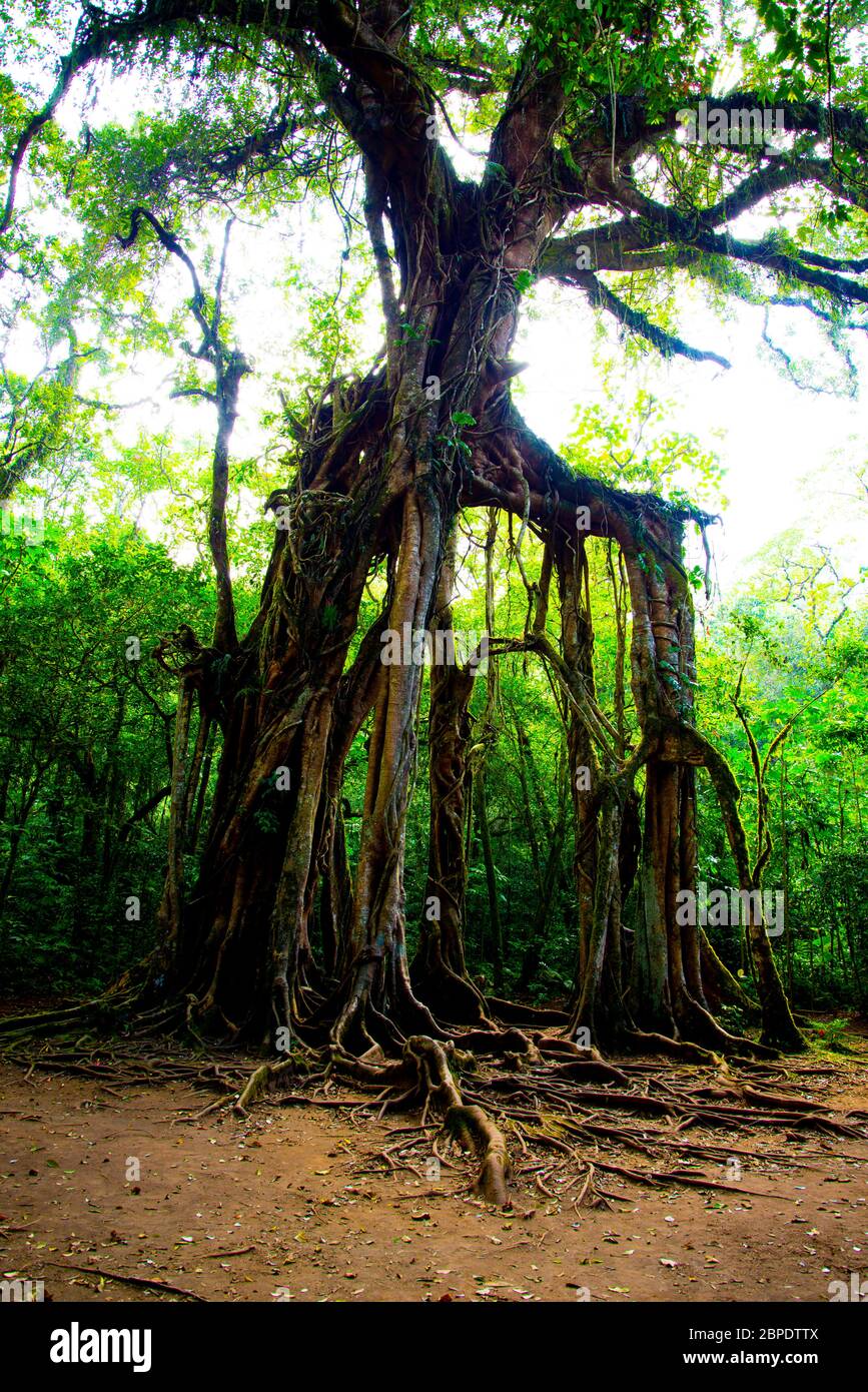 Giant fig tree hi-res stock photography and images - Alamy