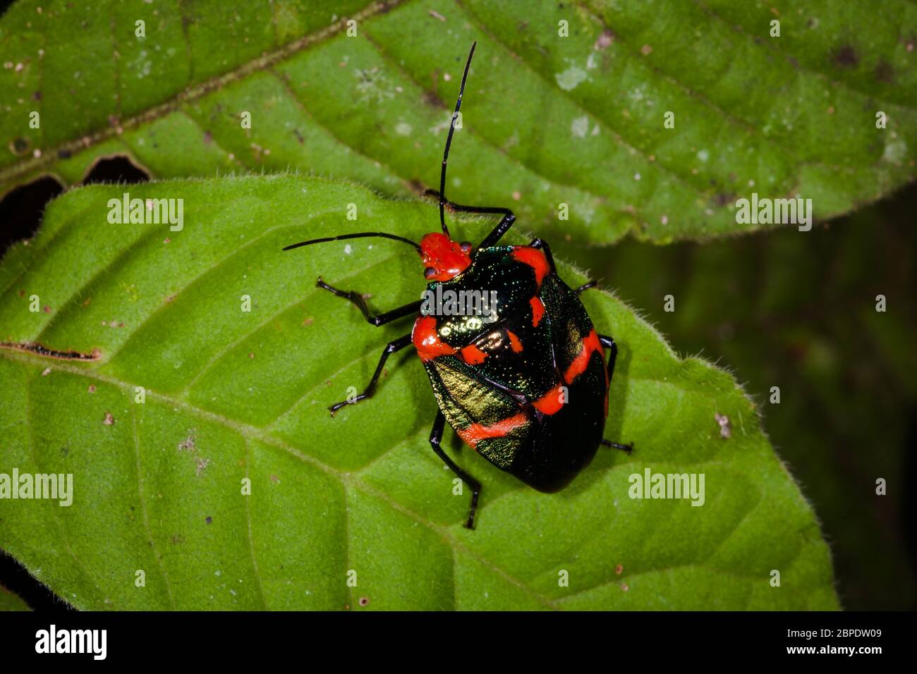 Insect insects wildlife panama hi-res stock photography and images - Alamy