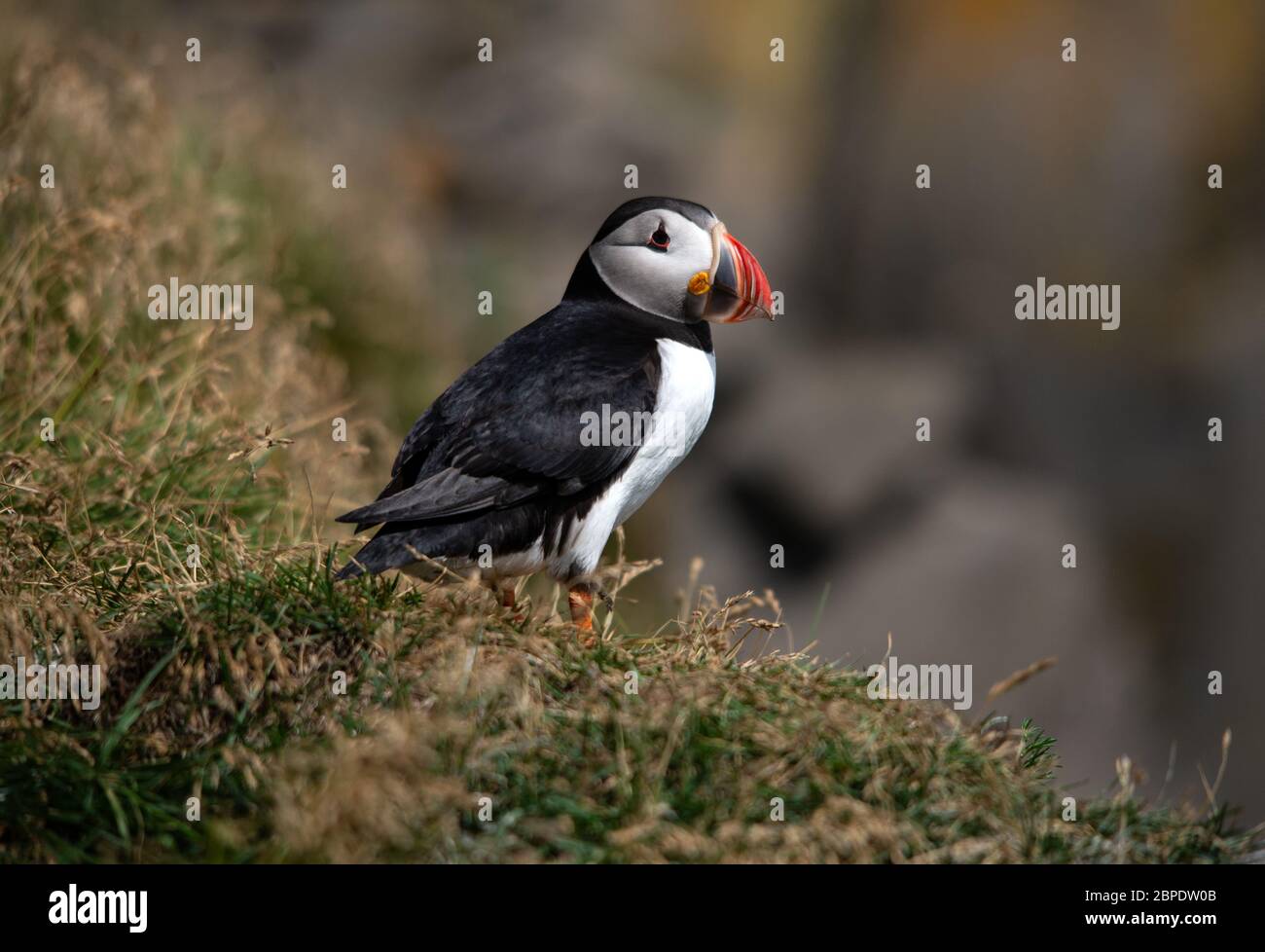 The Atlantic puffin, also known as the common puffin Stock Photo - Alamy