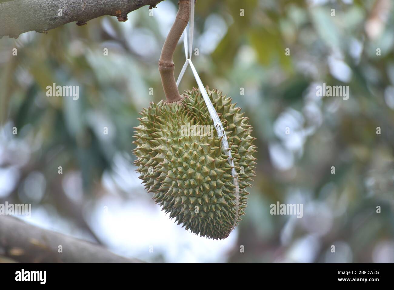 Durians on the durian tree in durian orchard . King of fruit. Fresh ...