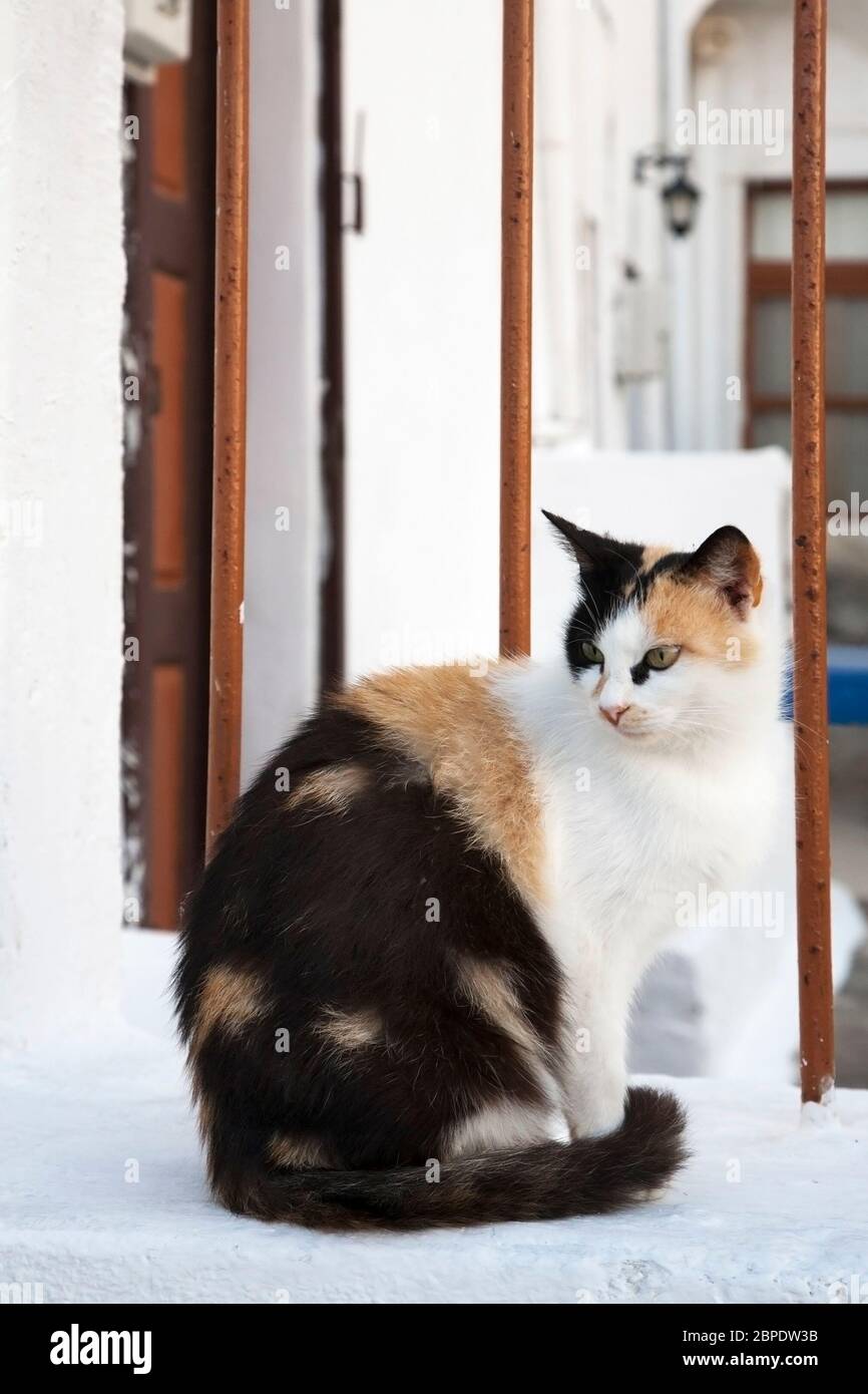 Aegean cat sitting on ledge in Greek courtyard, Santorini Stock Photo ...