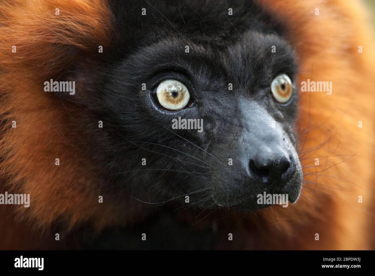 Red ruffed lemur (Varecia rubra) face close up Stock Photo - Alamy