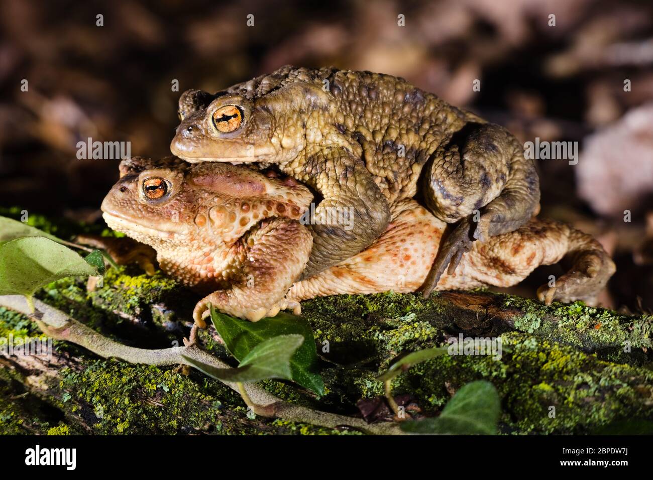 Italian common toad in hi-res stock photography and images - Alamy