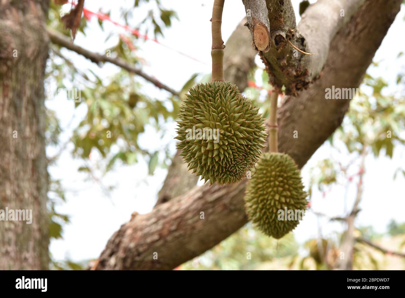 Durians on the durian tree in durian orchard . King of fruit. Fresh ...