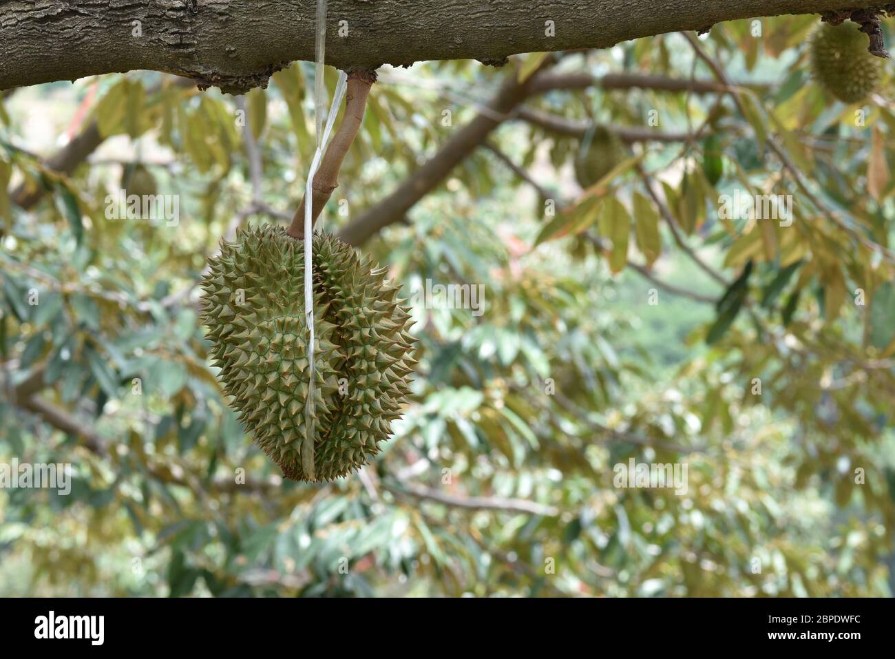 Durian tree hi-res stock photography and images - Alamy