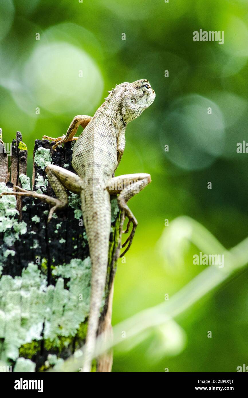 emma gray's forest lizard also know as the forest crested lizard, is an ...