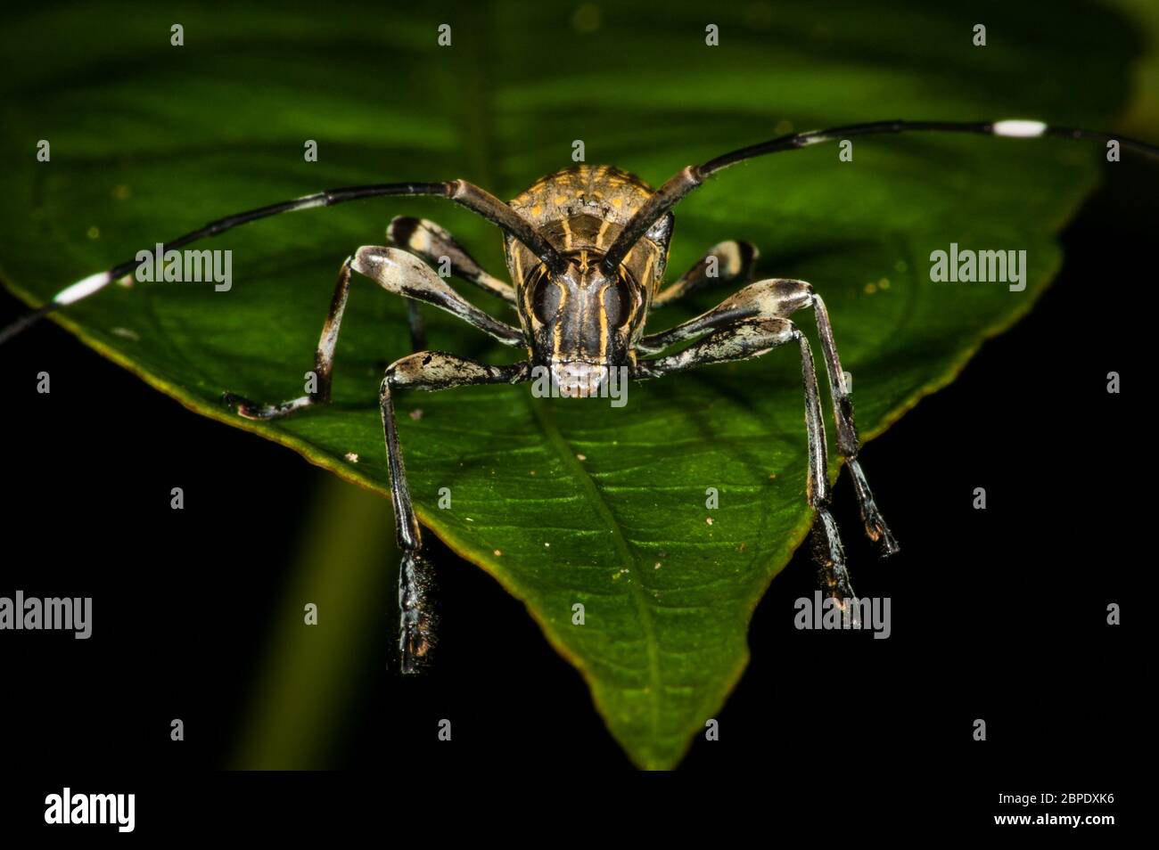Insect insects wildlife panama hi-res stock photography and images - Alamy