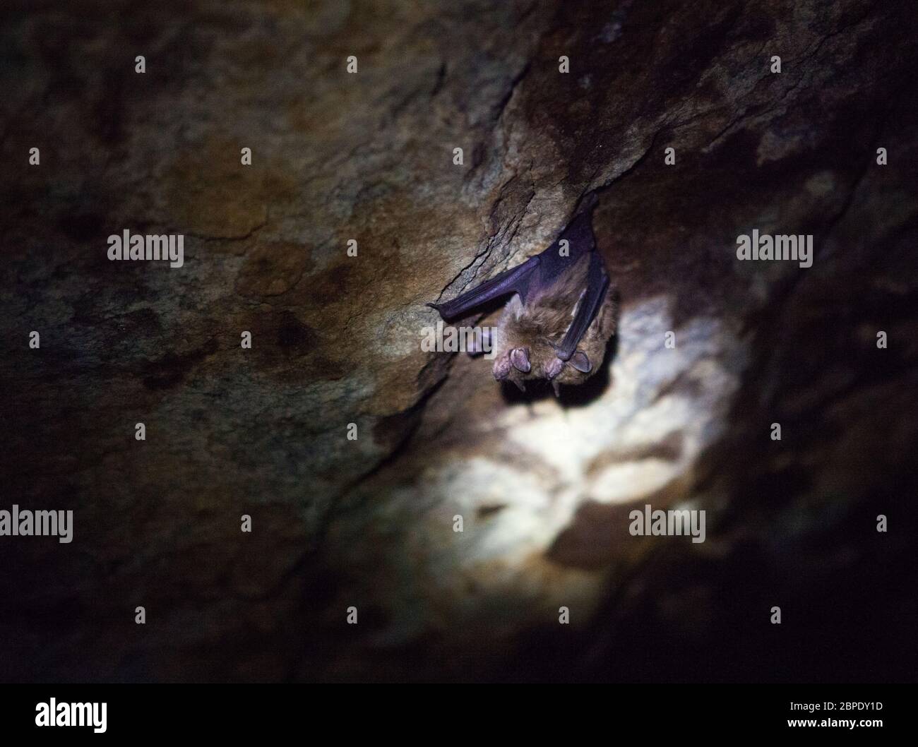 Brown bat hi-res stock photography and images - Alamy