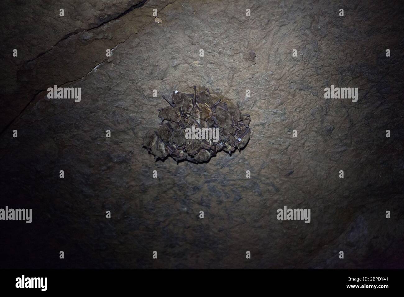 Gray myotis bat hi-res stock photography and images - Alamy