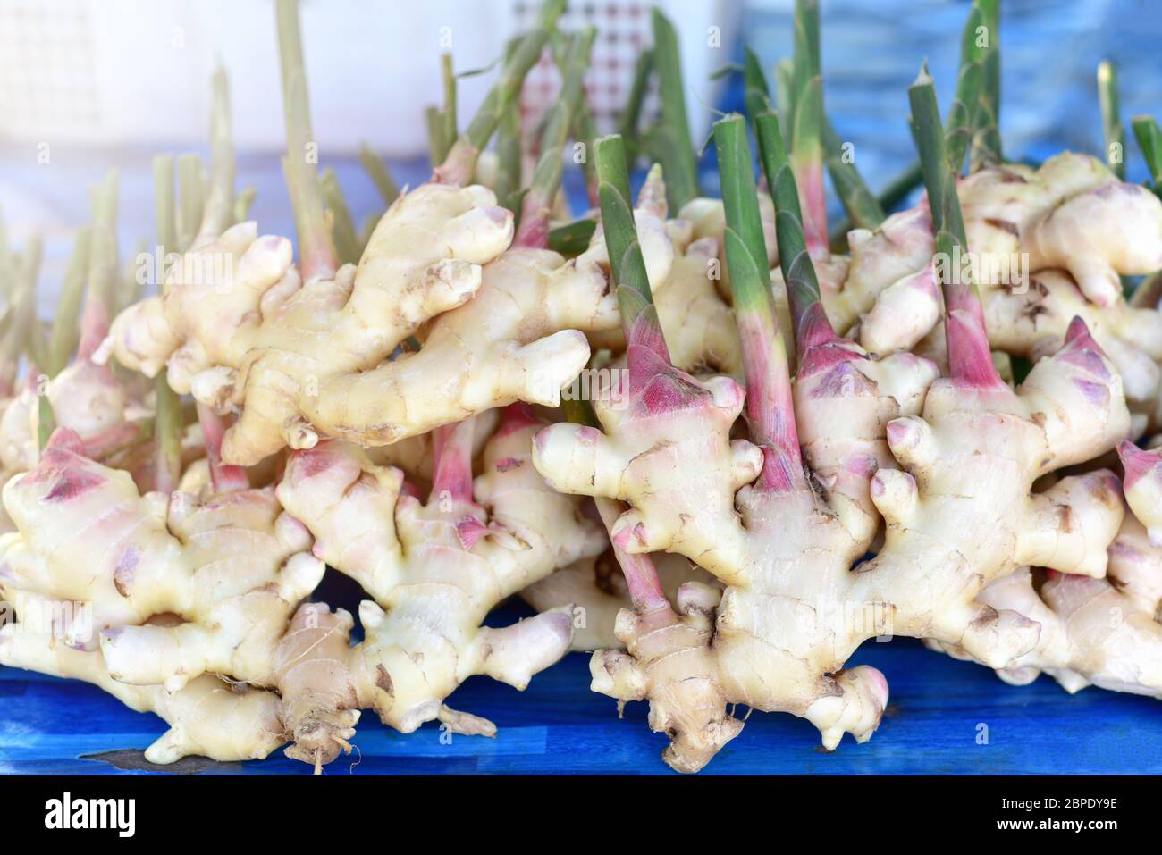 Fresh ginger plant from agriculture farm - young plant ginger root for ... Fresh ginger plant from agriculture farm - young plant ginger root for ...