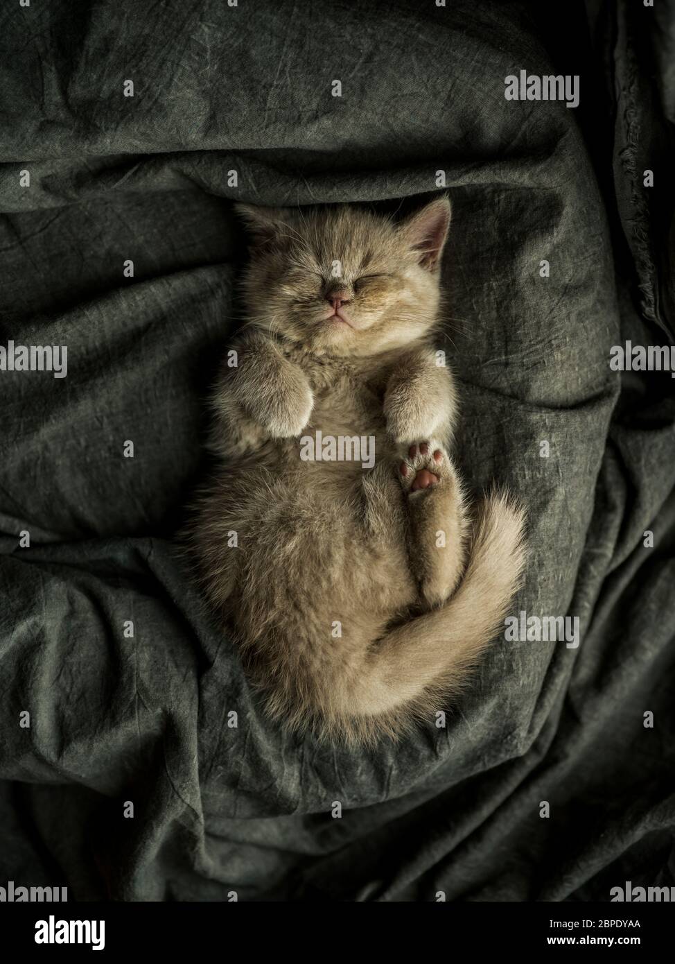 Beautiful kitten over a grey background Stock Photo - Alamy
