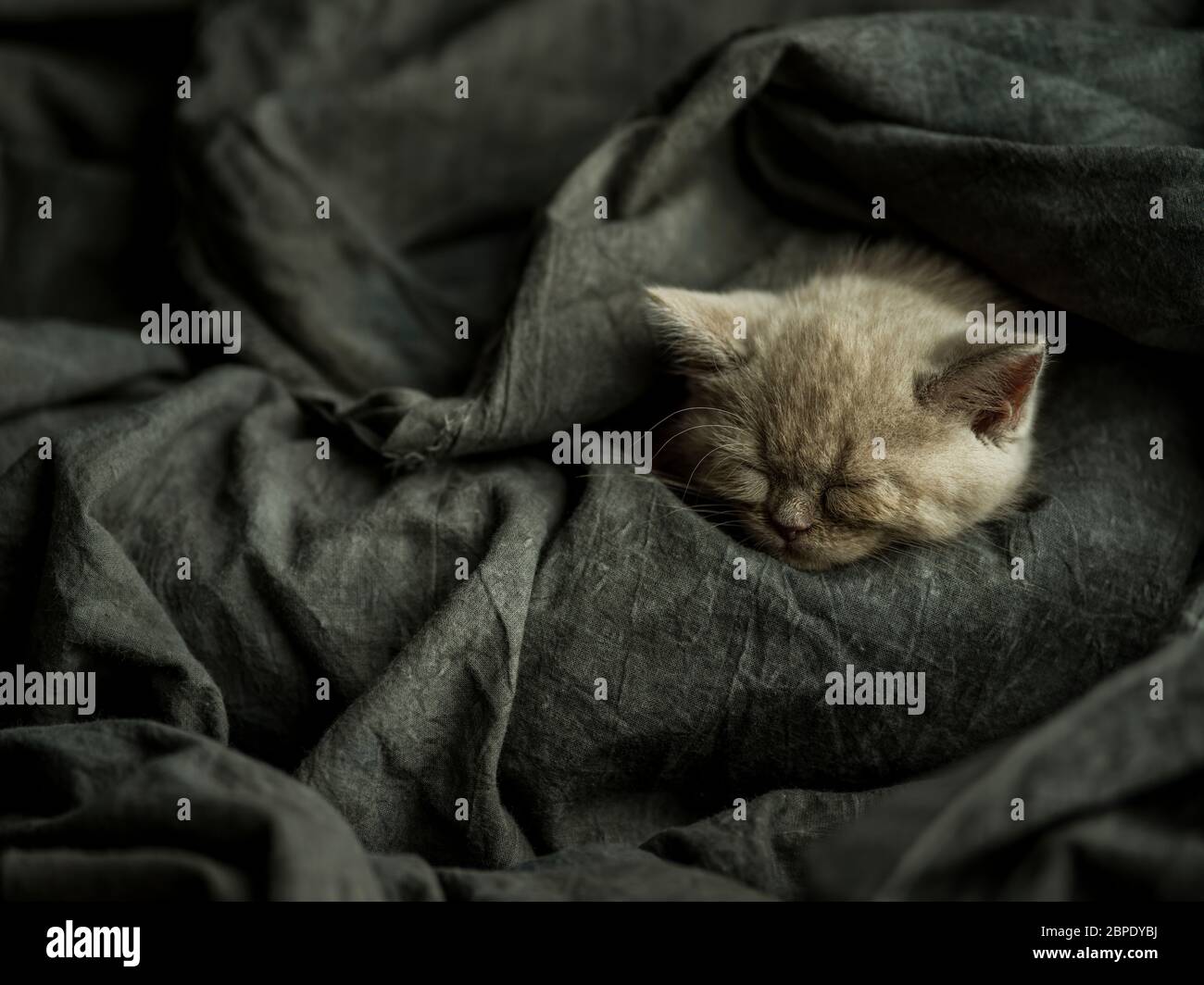 Beautiful kitten over a grey background Stock Photo - Alamy