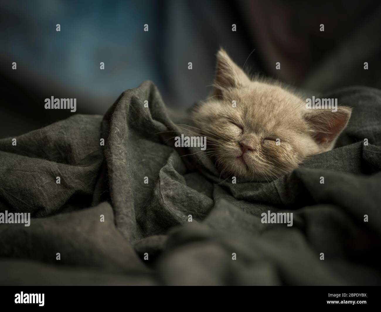 Beautiful kitten over a grey background Stock Photo - Alamy