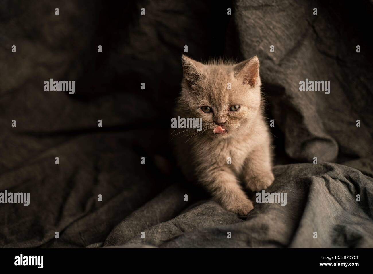 Beautiful kitten over a grey background Stock Photo - Alamy