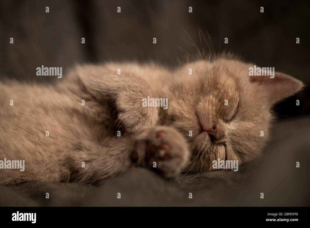 Beautiful kitten over a grey background Stock Photo - Alamy