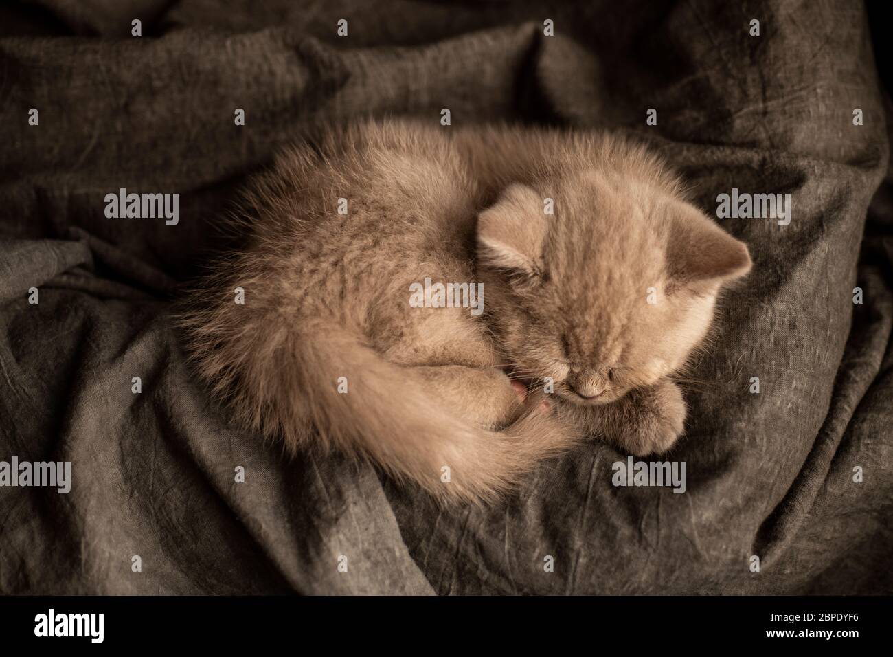 Beautiful kitten over a grey background Stock Photo - Alamy