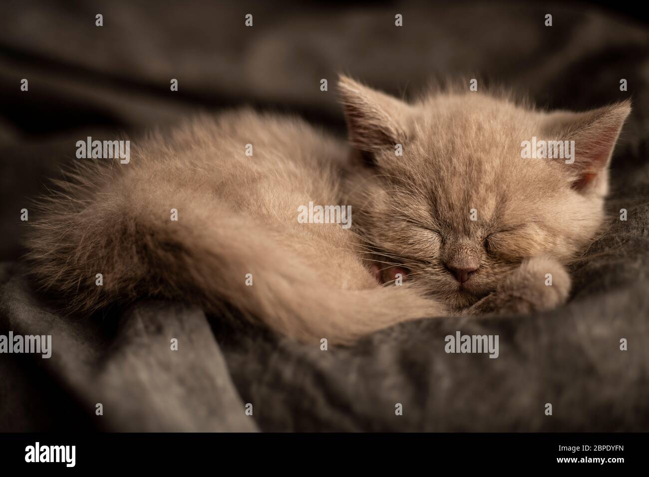 Beautiful kitten over a grey background Stock Photo - Alamy