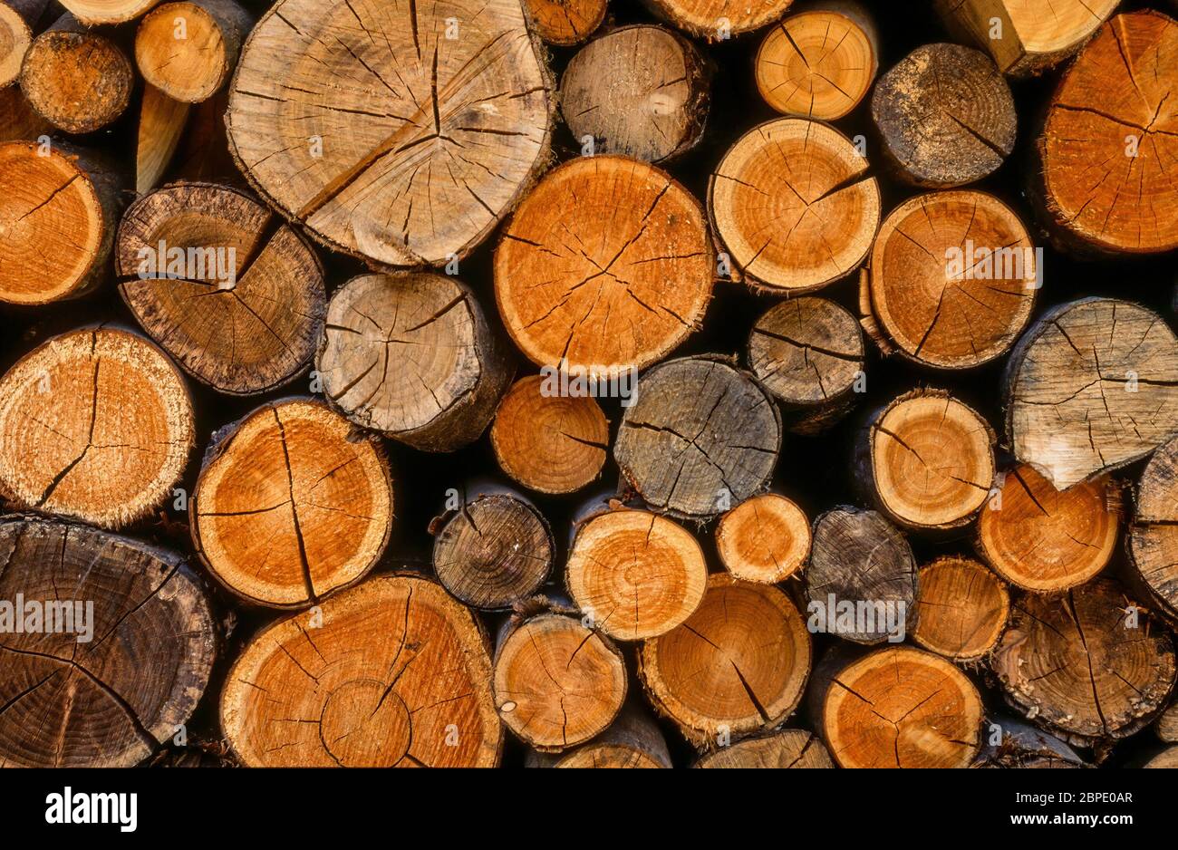 Small cut logs being seasoned in a log pile Stock Photo - Alamy