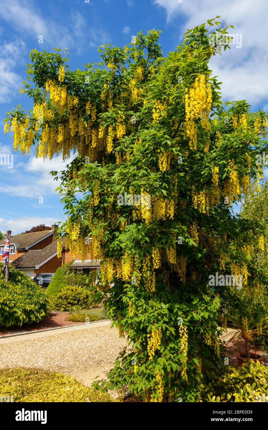 Pretty laburnum tree (laburnum anagyroides) with pendulous racemes of ...