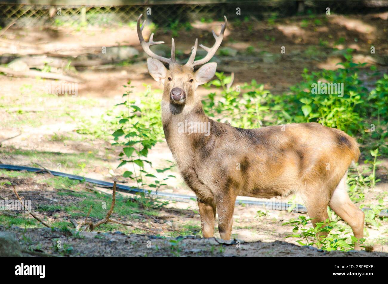 Eld's deer (Panolia eldii) also known as the thamin or brow-antlered ...