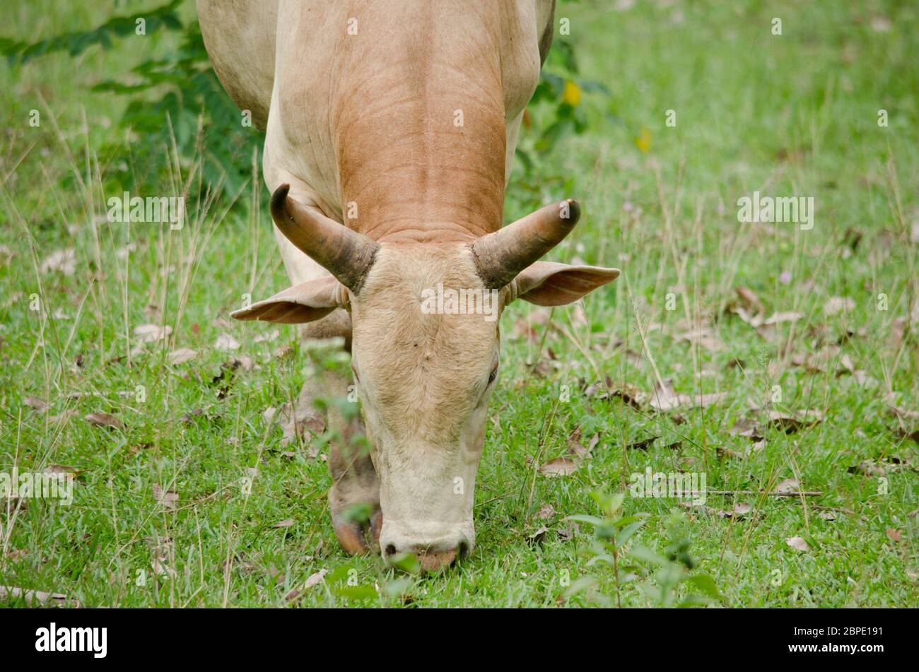 Cow eatting grass hi-res stock photography and images - Alamy