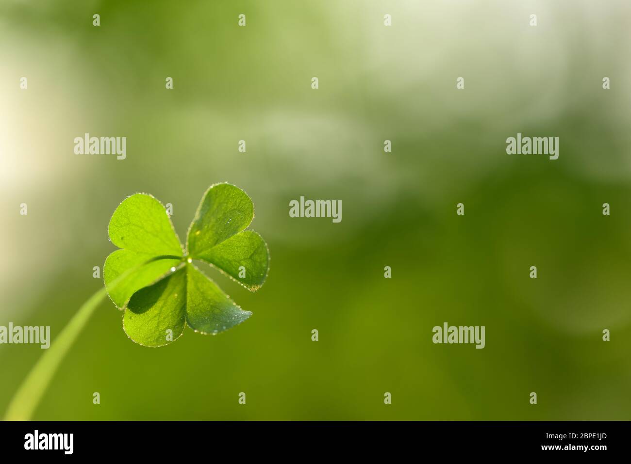 Irish Clover Leaf for St. Patricks Day Background. Soft Selective focus ...