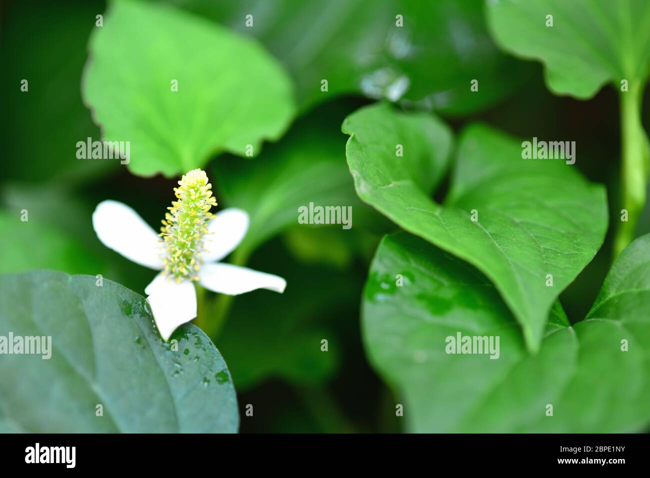 Houttuynia Cordata Thunb herbs and vegetables. and flower of dokudami ...
