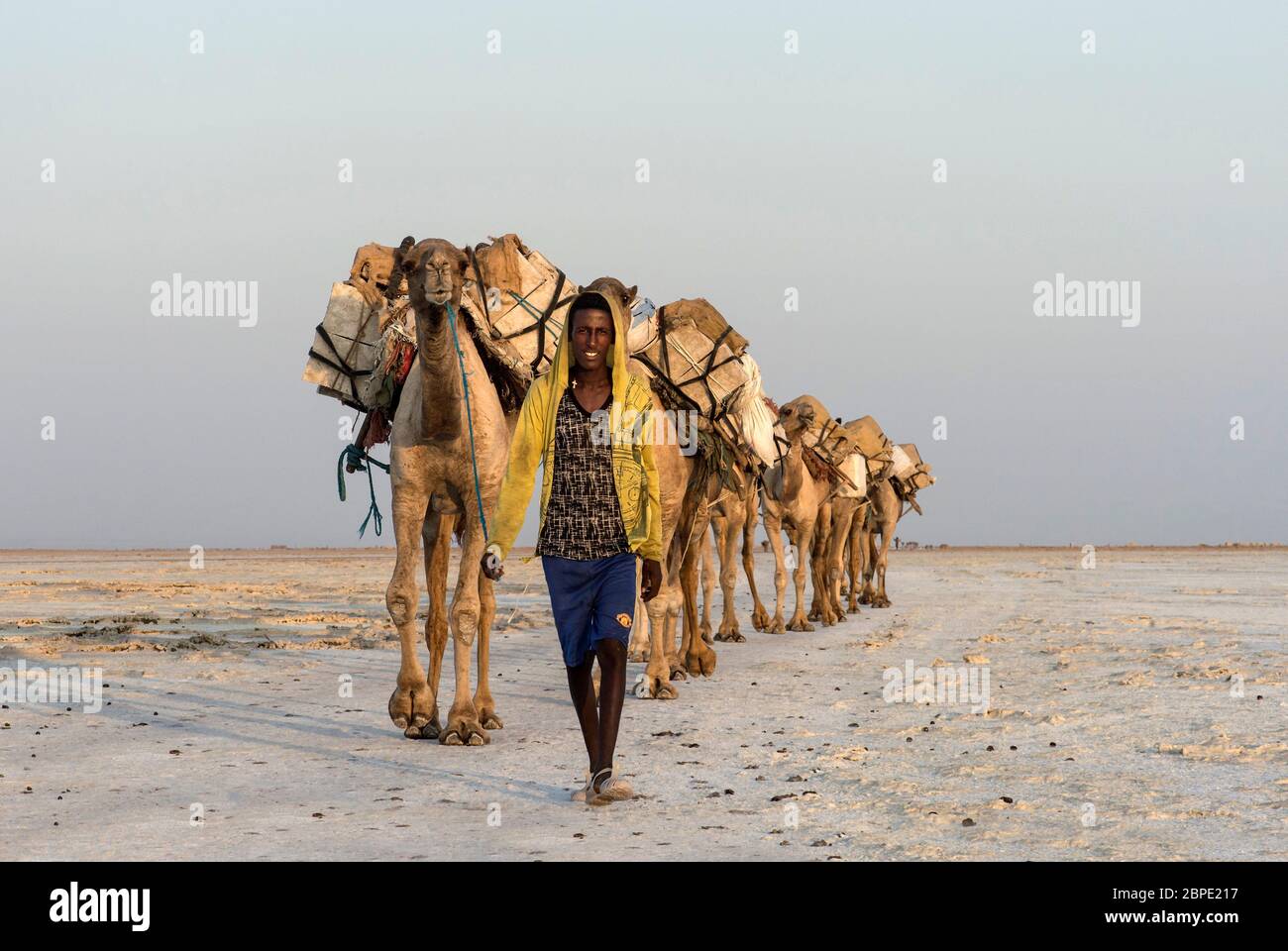 Afar herder leading a dromedary caravan carrying rock salt slabes ...
