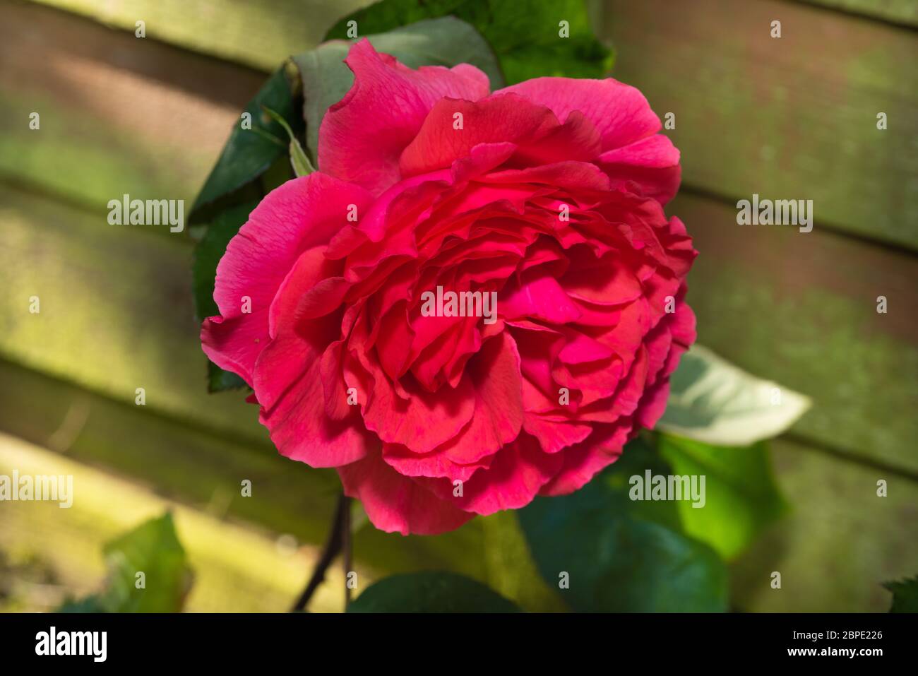 Double red rose Stock Photo - Alamy