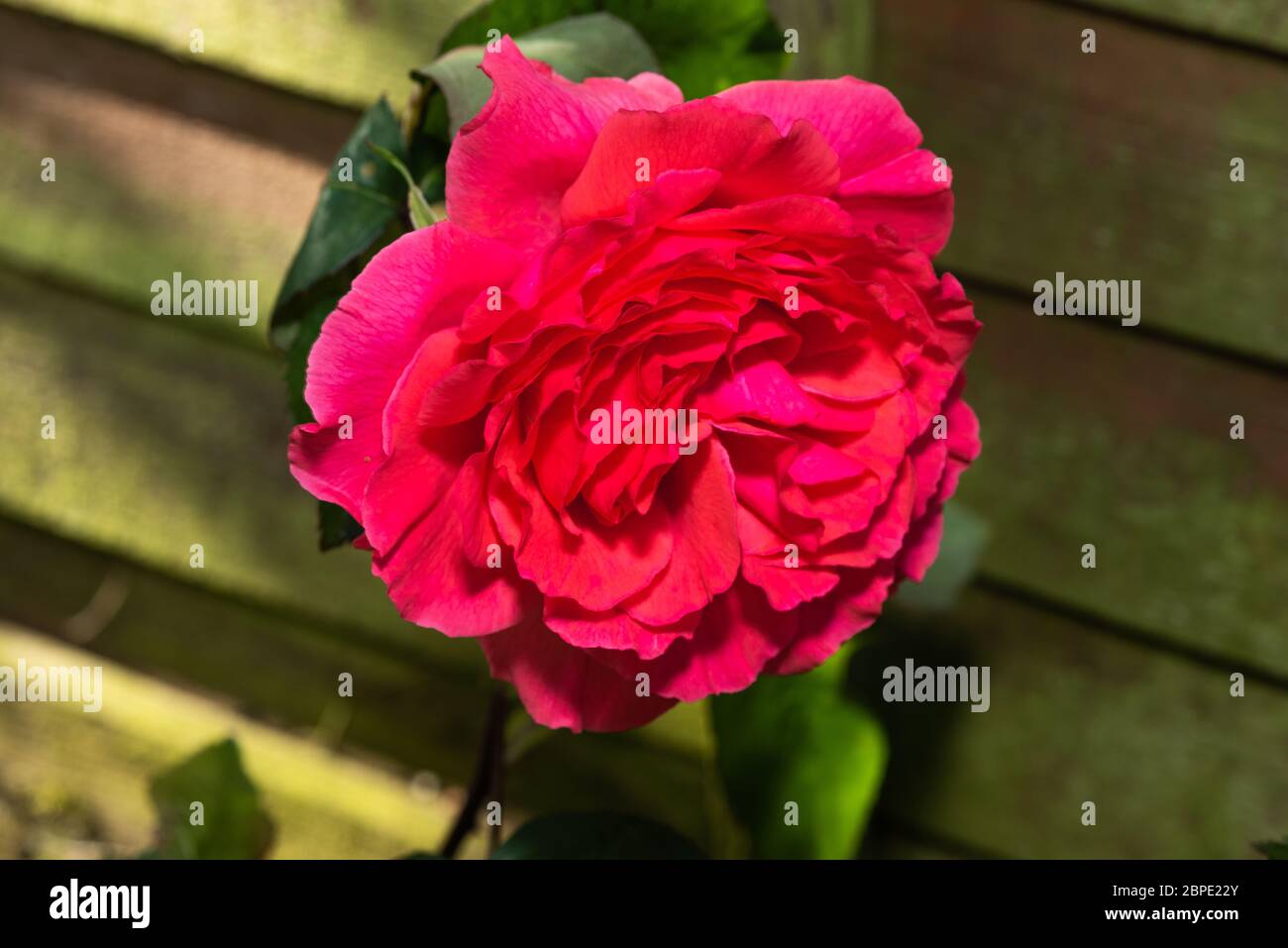Double red rose Stock Photo - Alamy