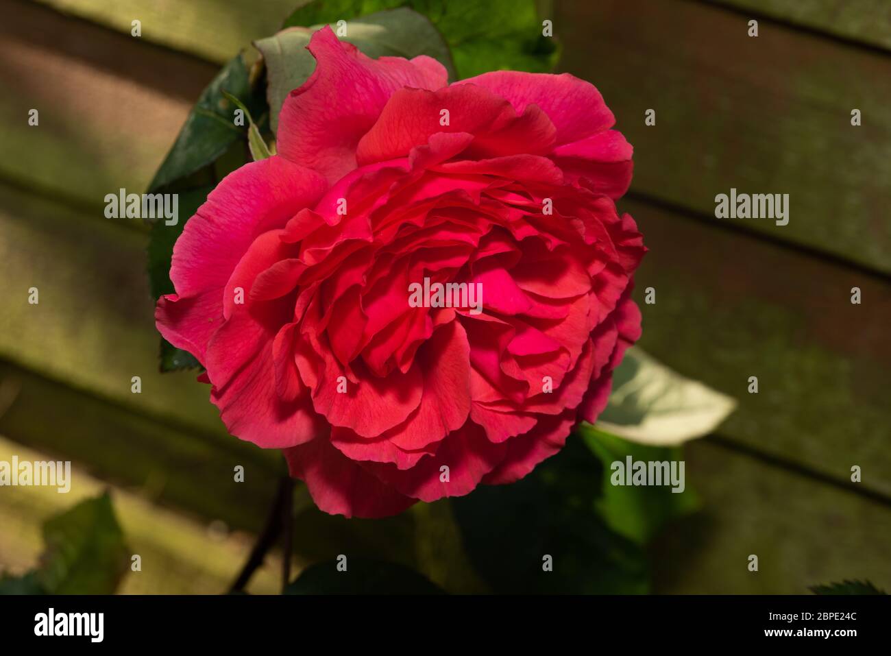 Double red rose Stock Photo - Alamy