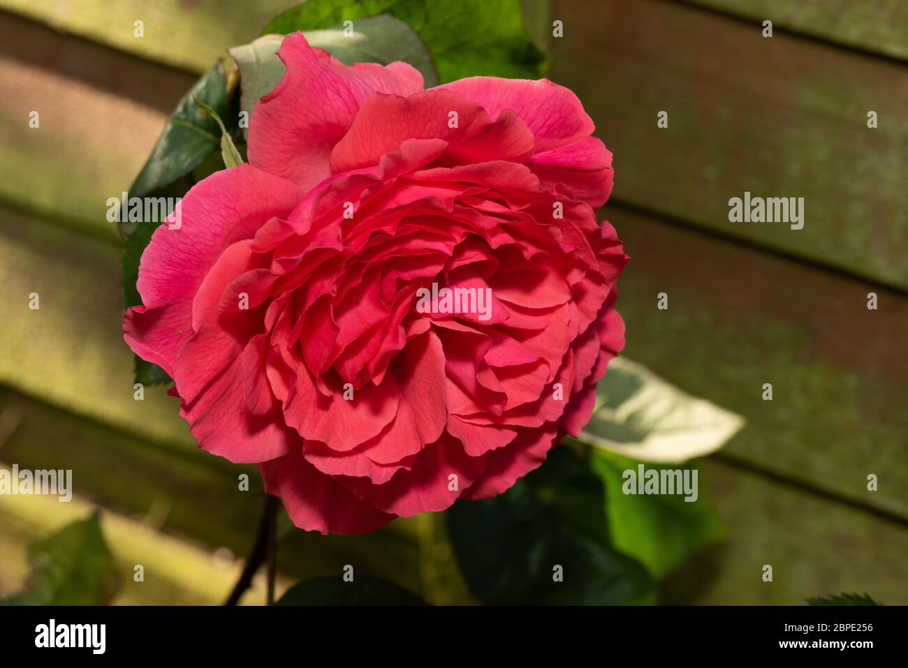 Double red rose Stock Photo - Alamy