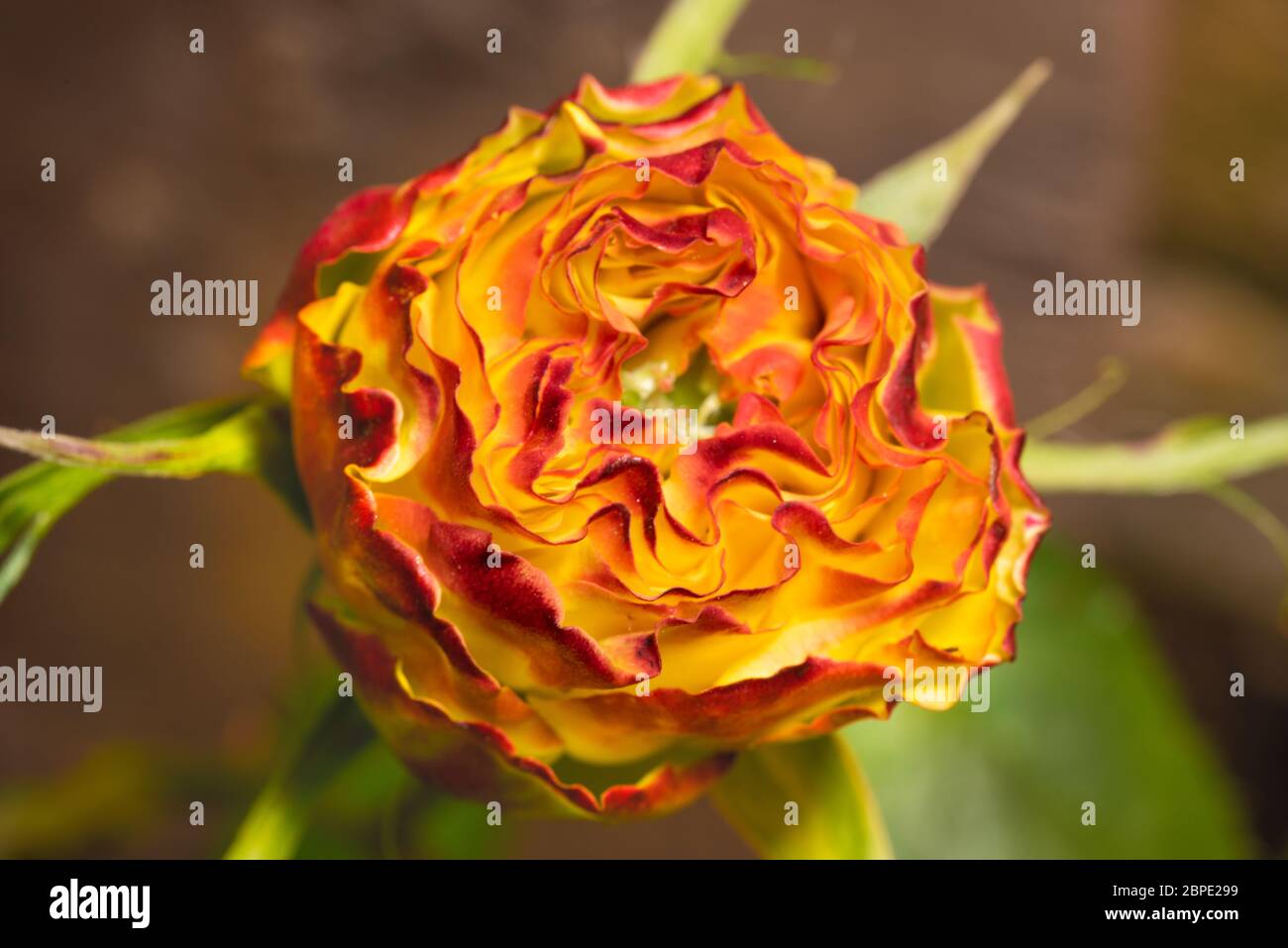 Pascali rose hi-res stock photography and images - Alamy
